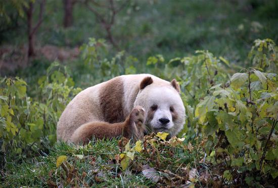 World s Only Captive Brown Giant Panda Adopted China News SINA English world-s-only-captive-brown-giant-panda-adopted-china-news-sina-english