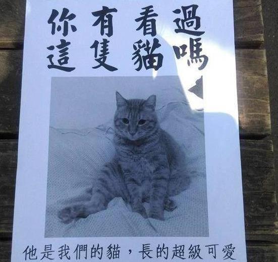 史上最爆笑寻猫启示,主人太搞笑,网友:猫看了都要哭