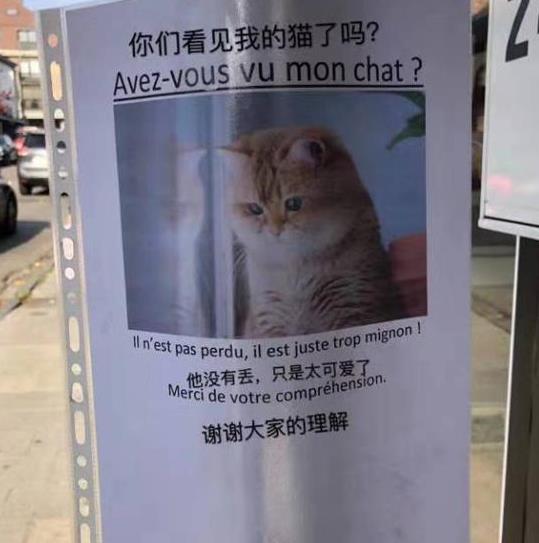 史上最爆笑寻猫启示,主人太搞笑,网友:猫看了都要哭