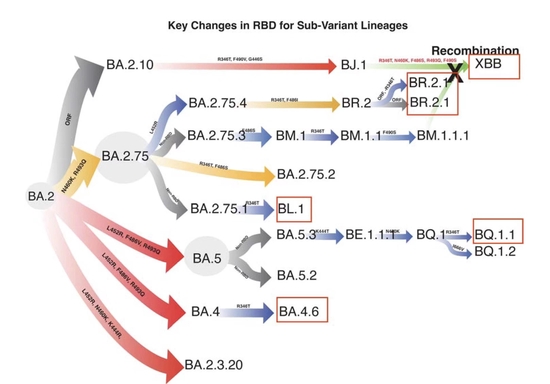 奥密克戎加速变异：比症状差异更重要的是多次感染可能性加大|新冠肺炎_新浪新闻