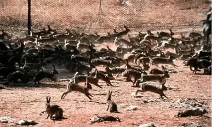 美味的兔子在澳洲成了祸害, 澳大利亚人苦不堪言|澳洲|兔子|野兔_新浪新闻