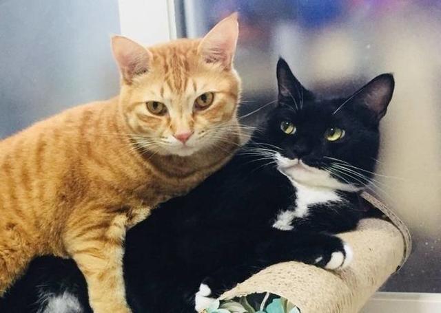 橘猫突然亲了黑猫一口，十分强势，网友：妥妥的霸道总裁范 