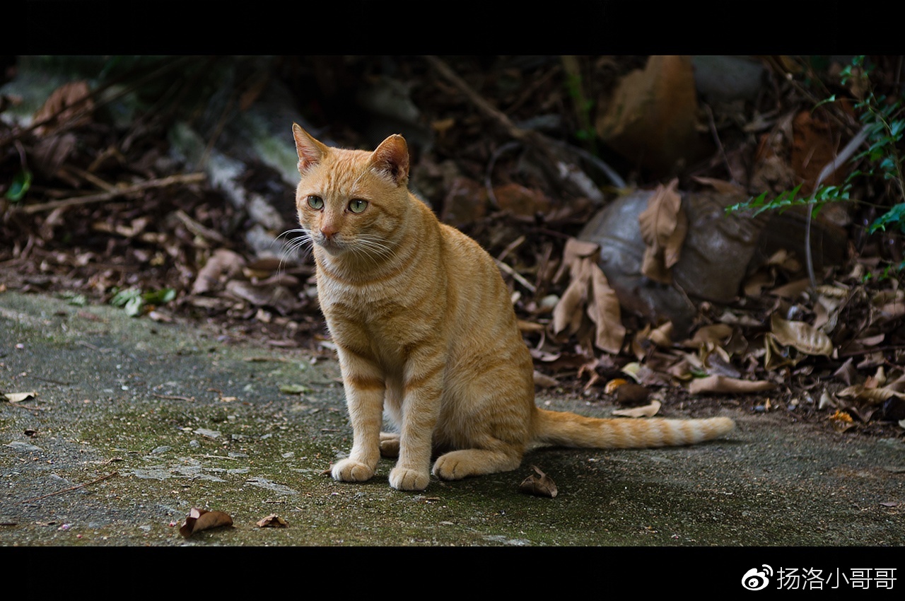 那只猫,死在了回忆里的那个冬天
