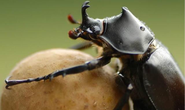 农村“推粪高手”，出使外国，“屎壳郎”轻松化解他国生态危害！|屎壳郎|农村|生态_新浪新闻