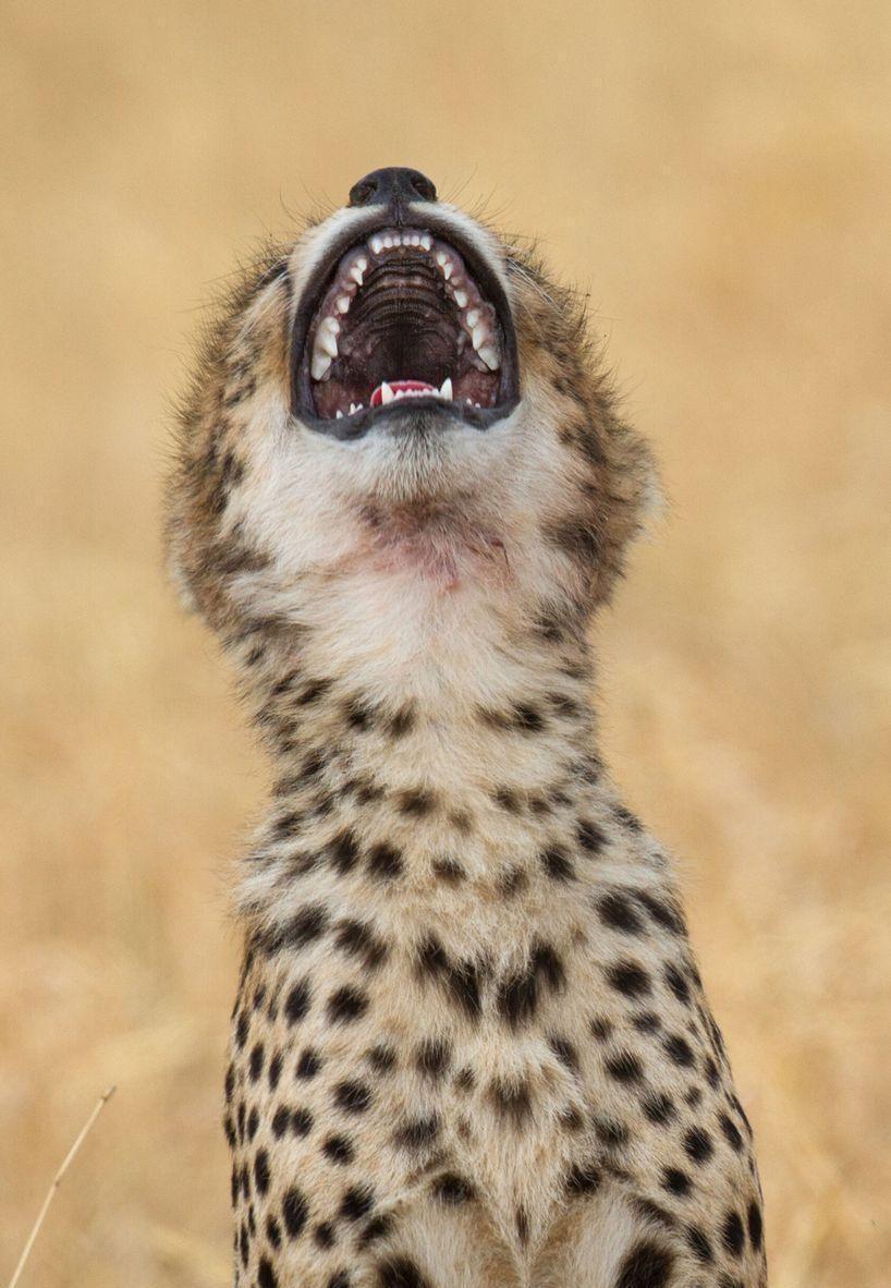 摄影师抓拍到动物捧腹大笑瞬间, 好魔性啊|摄影师|鬣狗|河马_新浪新闻