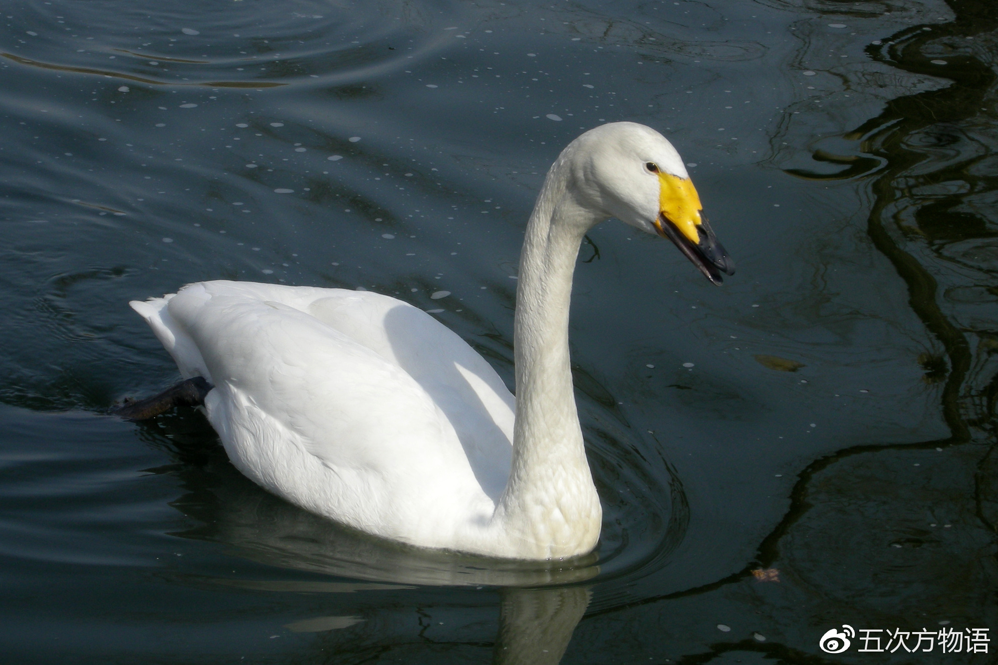 燕雀安知鸿鹄之痔
