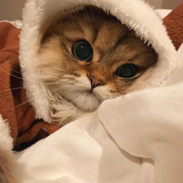 明明长得一脸凶相的猫,为什么我觉得好萌啊! 明明长得一脸凶相的猫,为什么我觉得好萌啊!