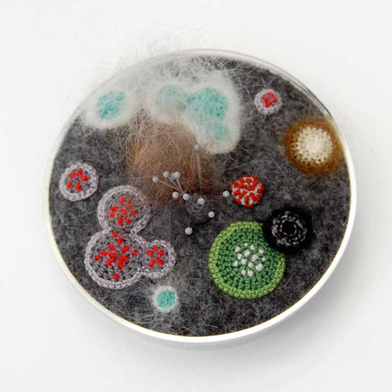 “生长”在纤维艺术培养皿中的刺绣细菌 | 英国纤维艺术家 Elin Thoma|纤维|培养皿|刺绣_新浪新闻