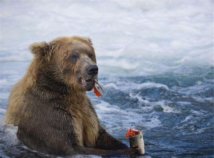 陆地上十大食物链顶端的生物每一种都能让其它他物种臣服