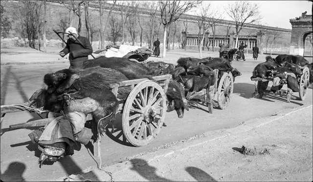 1937年的北平，“七七事变”发生前，大街上一切很平静|普希金|七七事变|北平_新浪新闻
