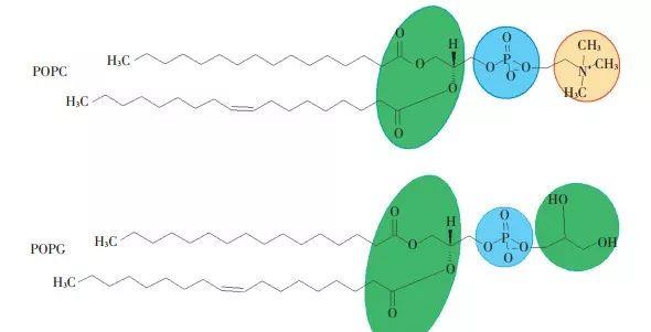金属离子-质膜相互作用的分子动力学模拟研究