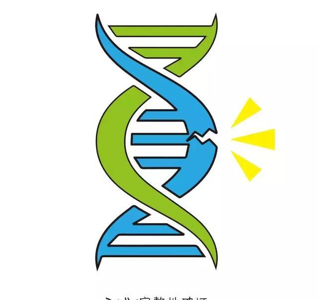 什么是精子DNA碎片？|精子|碎片|胚胎_新浪新闻