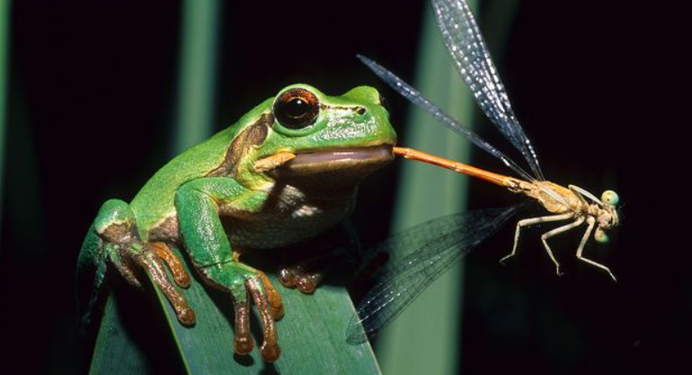 法国门将世界杯比赛中误吞蜻蜓！人吃下一只蜻蜓，后果会怎样？|世界杯|蜻蜓|门将_新浪新闻