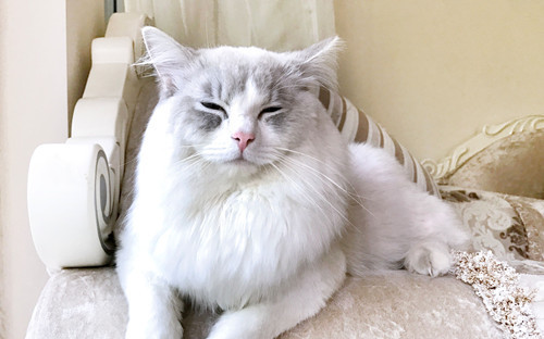布偶猫胖脸要多久,布偶猫要多长时间能胖脸 布偶猫 猫 主人 新浪新闻