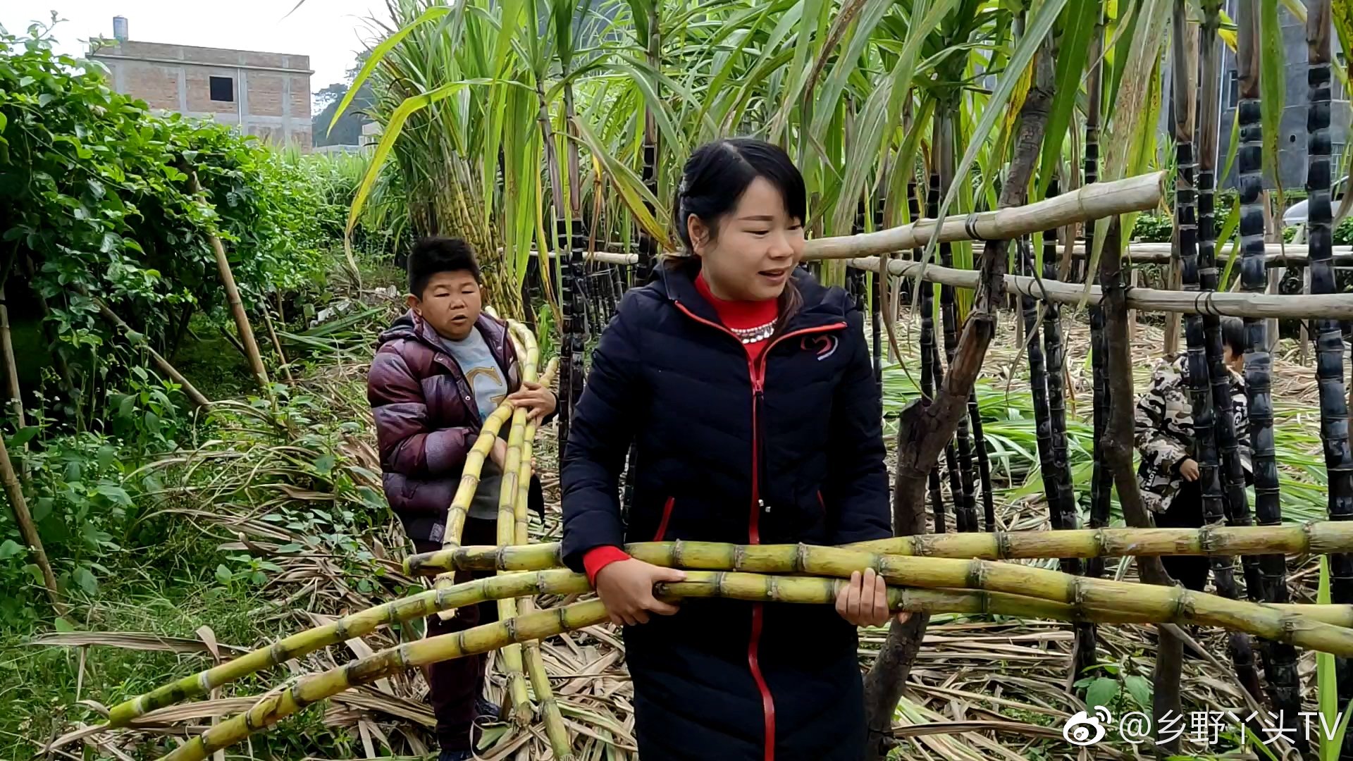 黑皮甘蔗大家都吃过，但是黄皮甘蔗你有吃过吗|甘蔗|黄皮|黑皮_新浪新闻