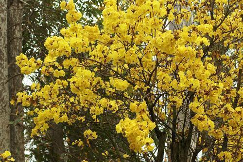 夏天看“黄花”心中明亮，这4种黄色花，开花令人惊艳|黄色|黄花|金钟花_新浪新闻