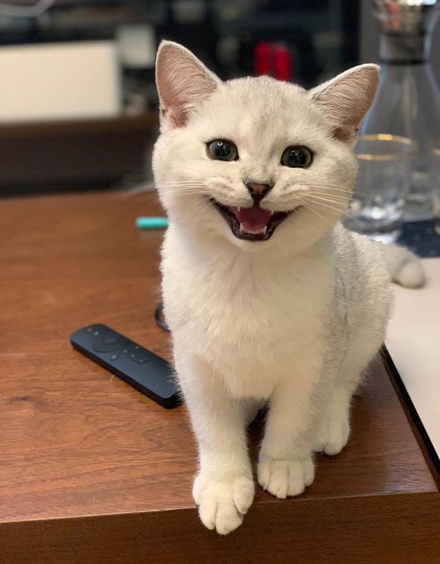 网友说他家的猫咪凶得很!就是奶凶奶凶的,这模样要萌死人了…… 猫咪 猫砂 小奶猫 新浪新闻