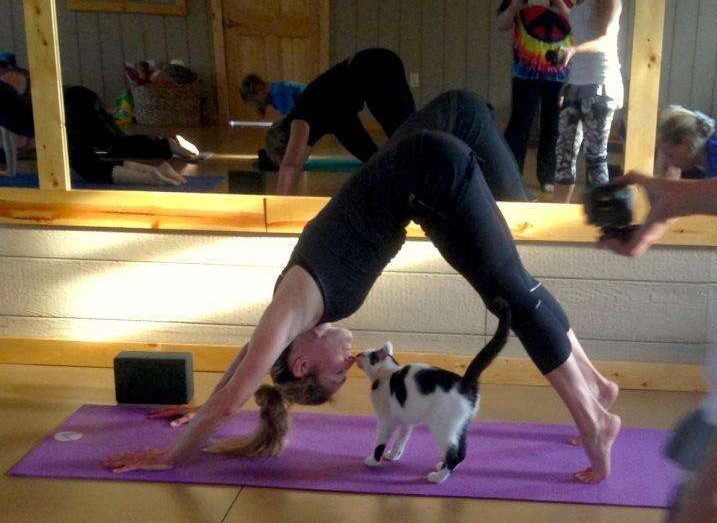 跟自己的宠物一起练习瑜伽，狗狗们学会冥想会不会提高智商