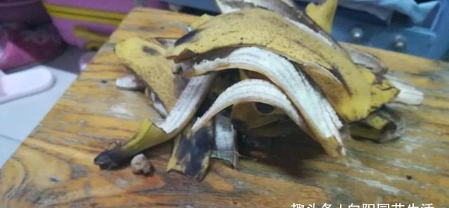 吃完香蕉皮不要丢,教你几步,香蕉皮变花肥,促生长助开花