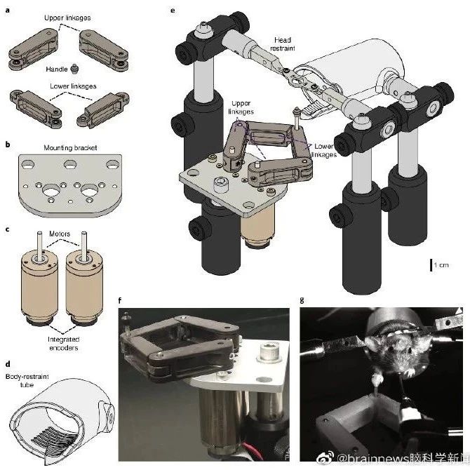 Nat Protoc：骆利群院士团队开发一个新的行为学装置|骆利群|小鼠|设备_新浪新闻
