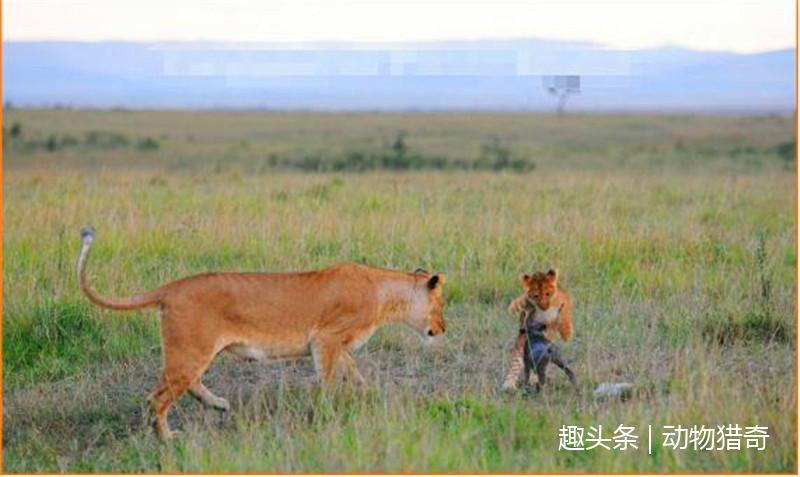 母狮叼回小疣猪,幼狮拿来练习捕猎,一本正经的样子实在是萌