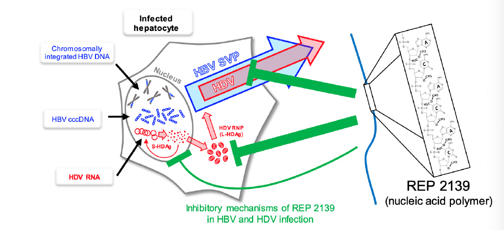 乙肝2023亚肝会后，Replicor介绍，有望扩大REP 2139-Mg应用范围