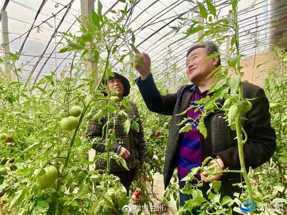 兰州七里河区：农业科技“育出”新天地