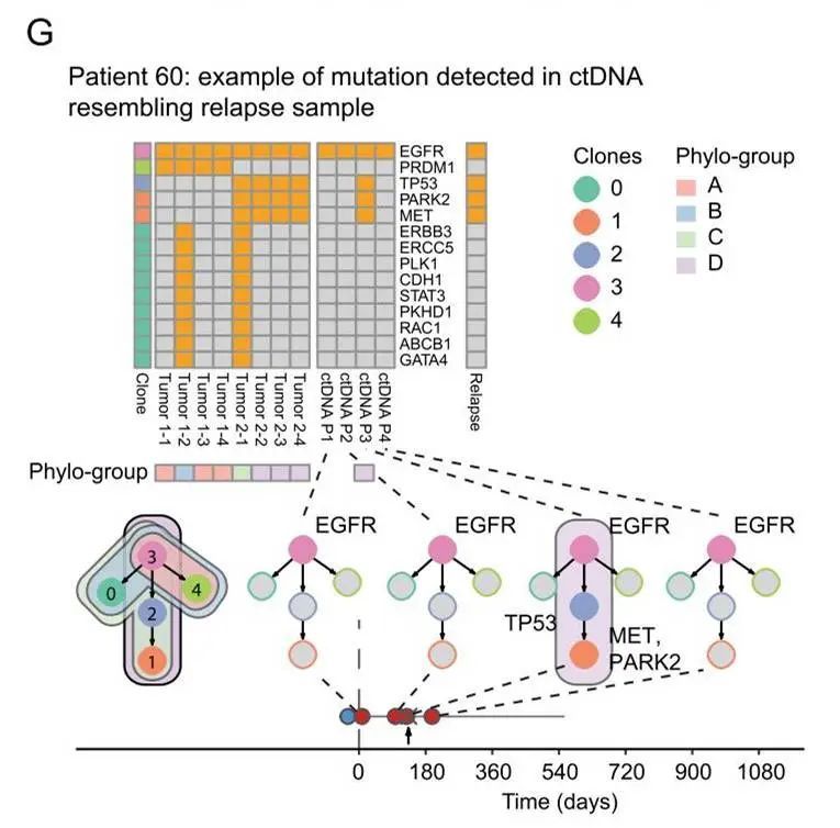 世和MRD又一重磅：更优肺癌术后复发监测方案|肺癌|复发|突变_新浪新闻