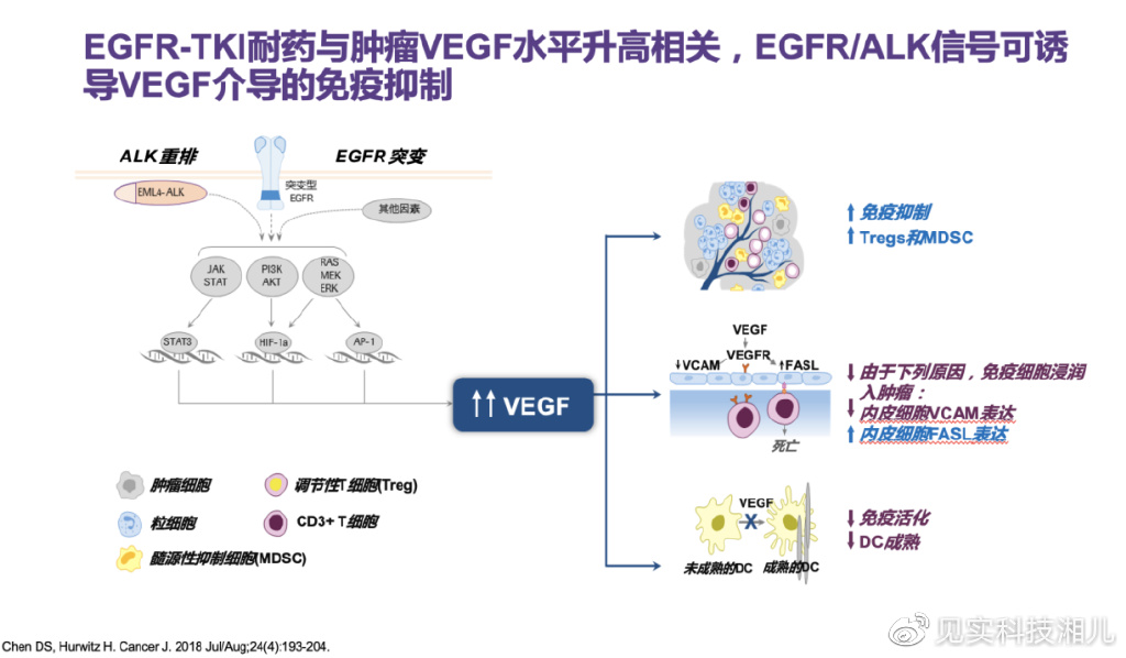 贝伐珠单抗联合免疫治疗在EGFR+ TKI耐药后患者的应用|患者|免疫|突变_新浪新闻