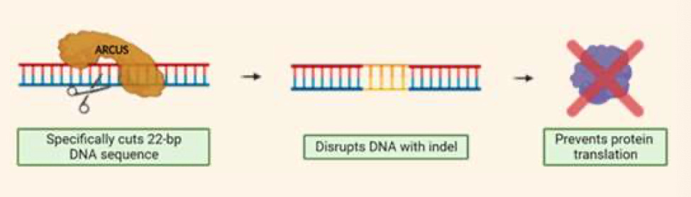 乙肝药物开发趋势，ARCUS-POL核酸酶，减少cccDNA及HBsAg可行性