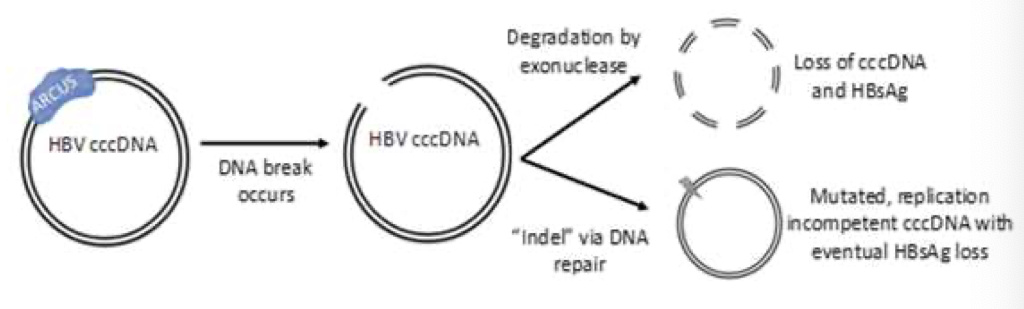 乙肝药物开发趋势，ARCUS-POL核酸酶，减少cccDNA及HBsAg可行性