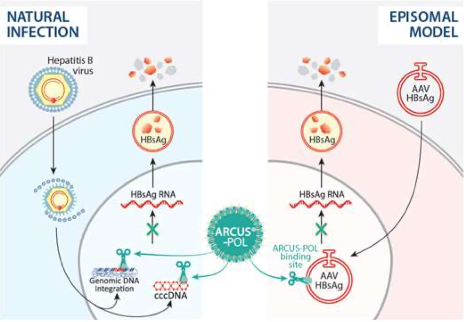 乙肝药物开发趋势，ARCUS-POL核酸酶，减少cccDNA及HBsAg可行性