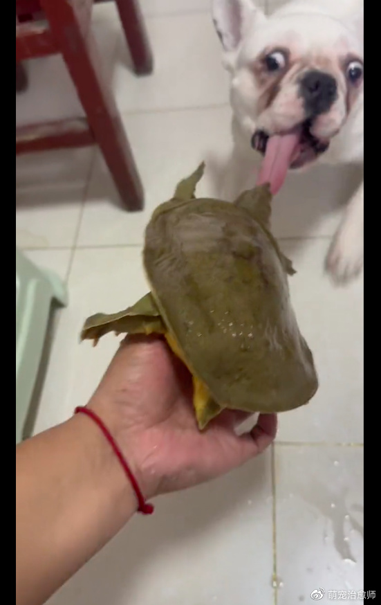 狗狗在舔甲鱼的头,却突然遭到甲鱼攻击咬到了舌头,吓成了表情包甲鱼狗狗舌头新浪新闻