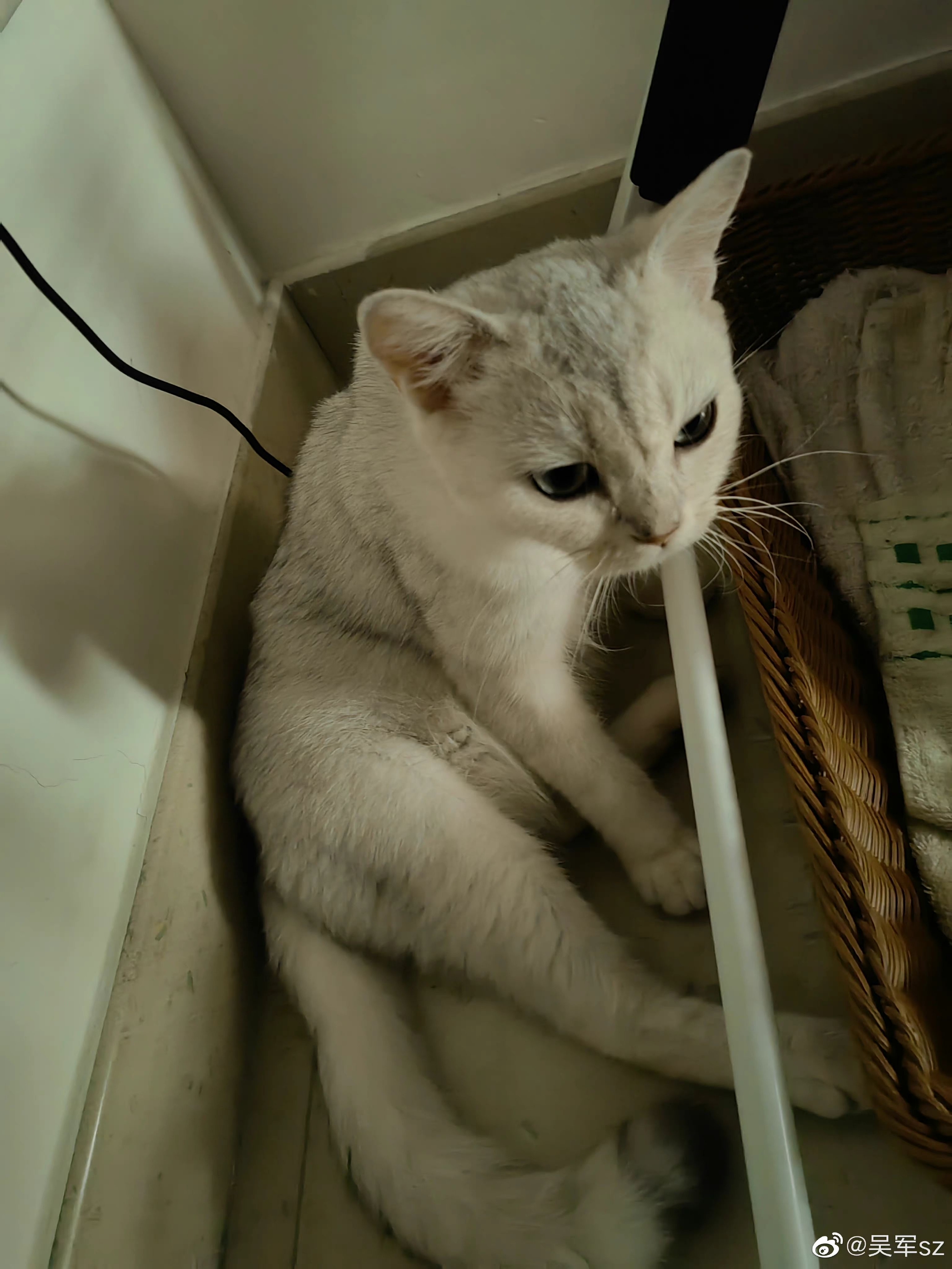 朋友的太太生了儿子,我到他家,他家的猫也生了6个小猫猫小猫太太新浪新闻