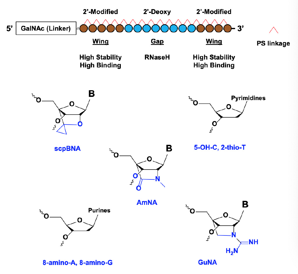 乙肝寡核苷酸创新思路，Aligos早期经验，ASO/siRNA/STOP优化路径
