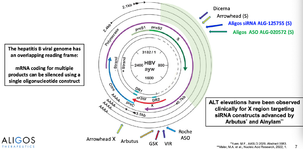 乙肝寡核苷酸创新思路，Aligos早期经验，ASO/siRNA/STOP优化路径|寡核苷酸|乙肝|受试者_新浪新闻