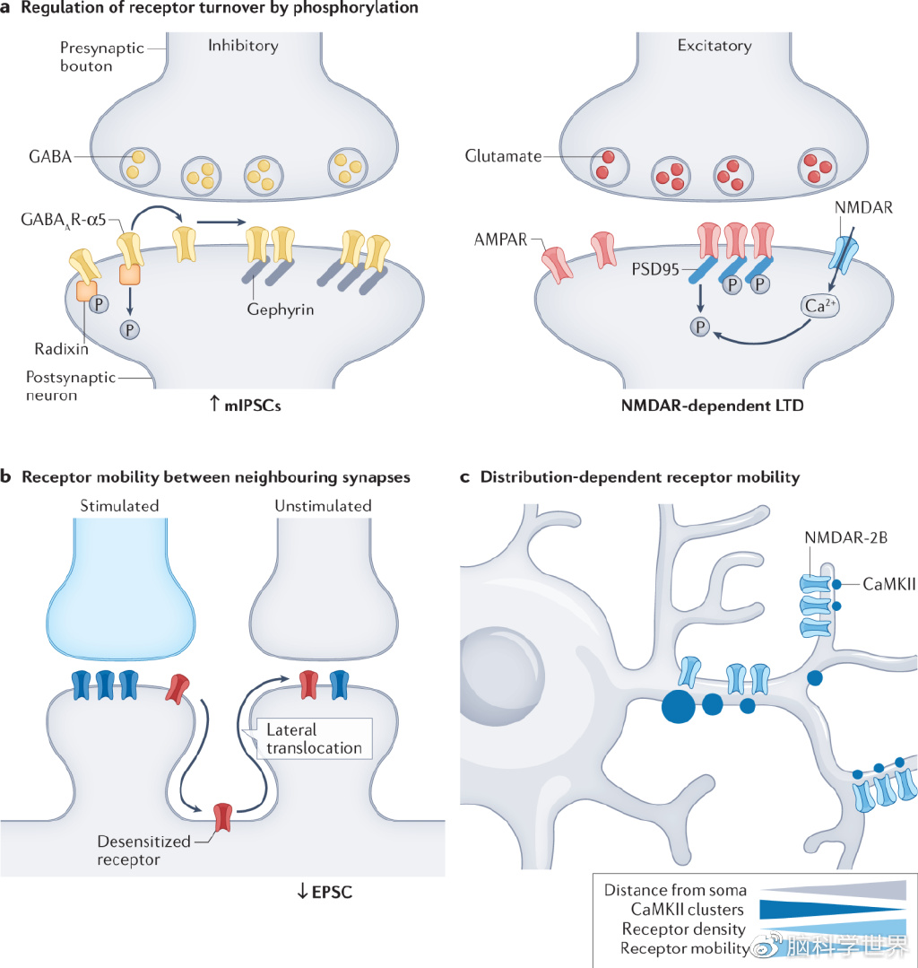 Nat Rev Neurosci 综述:突触功能的另一面