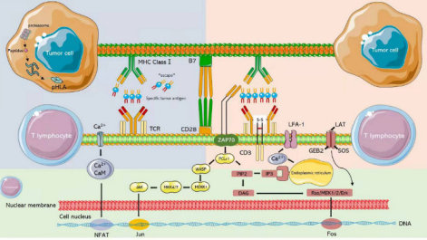 TCR-T疗法：实体肿瘤的治疗利器，引领未来肿瘤治疗的新篇章！|滑膜肉瘤|癌症|肿瘤_新浪新闻