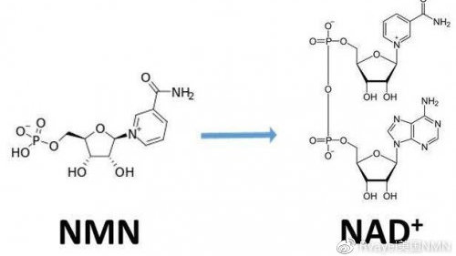 NMN与NAD+：一场活力的传递|腺嘌呤|核苷|活力_新浪新闻