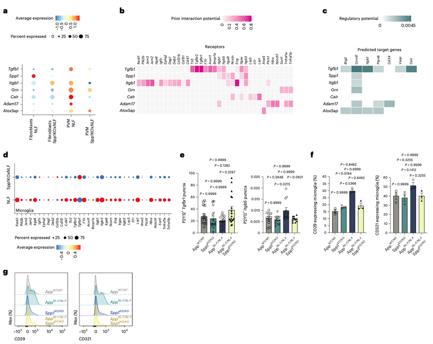 Nat Neurosci：血管周细胞调节小胶质细胞吞噬功能诱导AD的机制|胶质|细胞|突触_新浪新闻