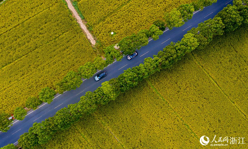 杭州：乡村道路 畅安舒美