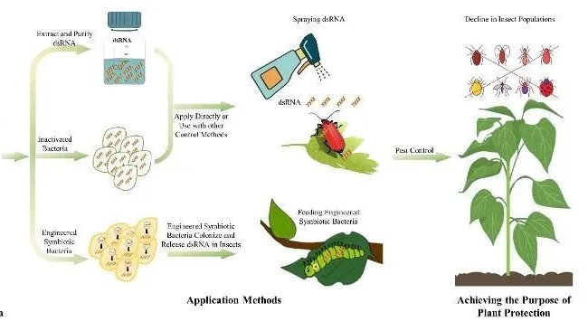 农业资讯 | EPA批准登记世界首款喷洒型RNA生物农药Ledprona|生物技术|产业化|生物农药_新浪新闻
