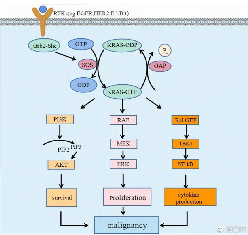 Sotorasib增速回升！KRAS靶点能否引领癌症治疗新格局？
