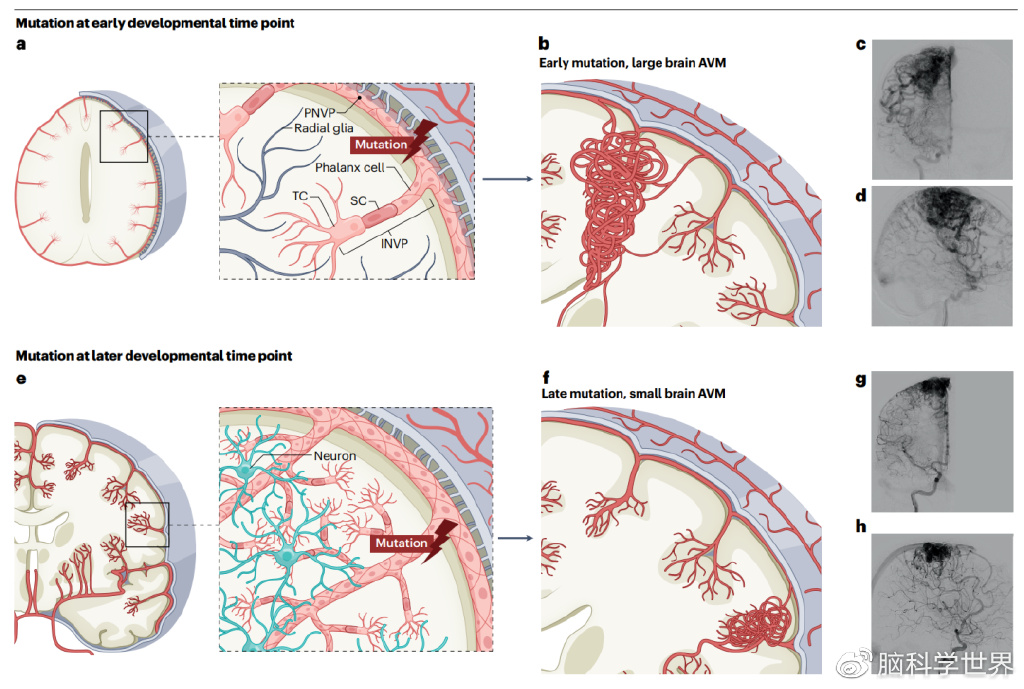 Nat Rev Neurosci重要综述：脑血管系统研究进入单细胞时代