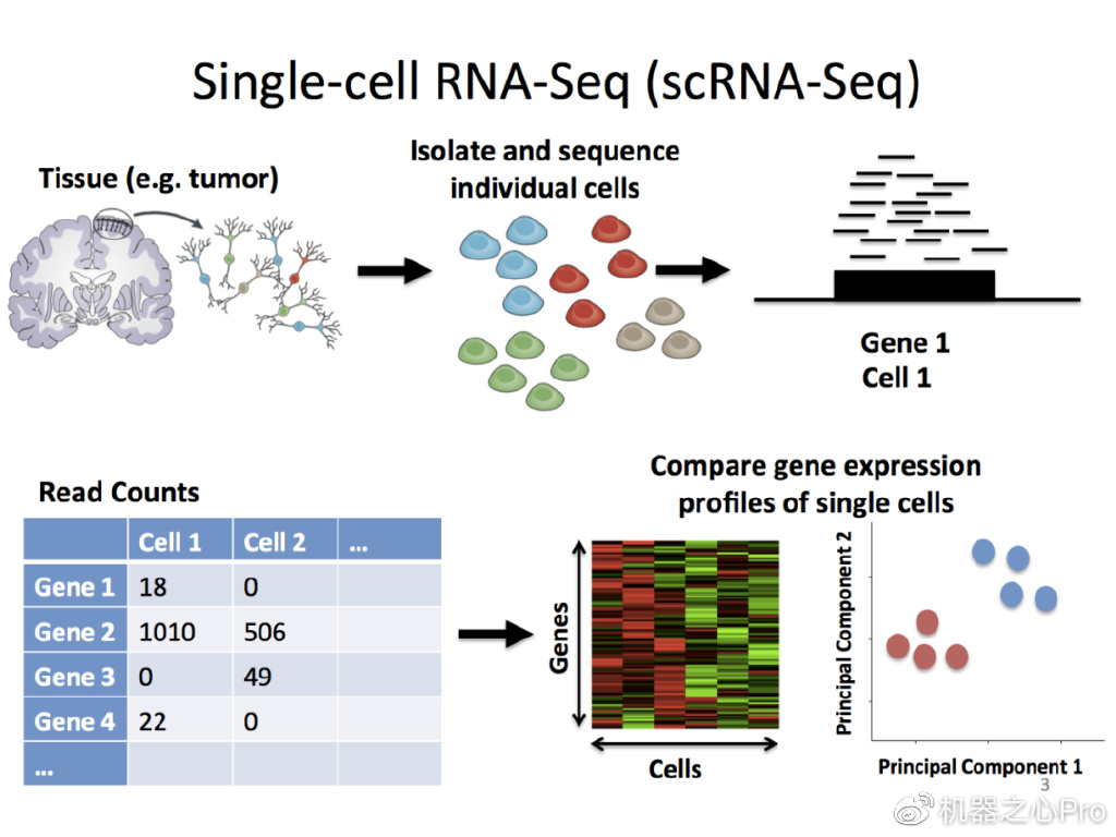 腾讯研究成果登Nature子刊：scBERT攻克单细胞测序数据分析痛点