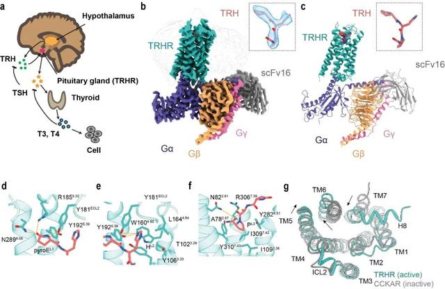 Cell Res：上海药物所揭示促甲状腺激素释放激素识别和激活其受体的分子机制