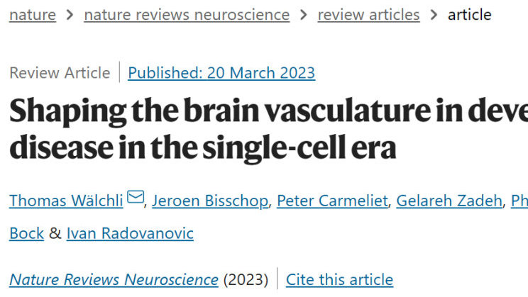 Nat Rev Neurosci重要综述：脑血管系统研究进入单细胞时代|血管|动静脉|脑肿瘤_新浪新闻