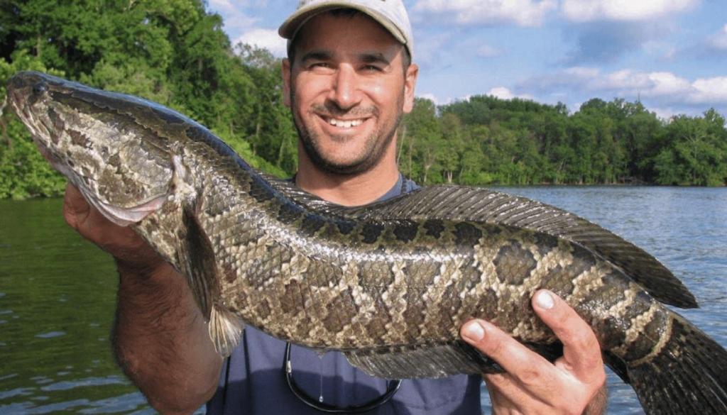 比亚洲鲤还厉害？黑鱼在美国长到1米长，美国人民需要中国胃|黑鱼|鱼卵|水域_新浪新闻