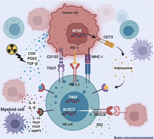 顶级期刊报道！ NK细胞，一种有前途的脑肿瘤新疗法