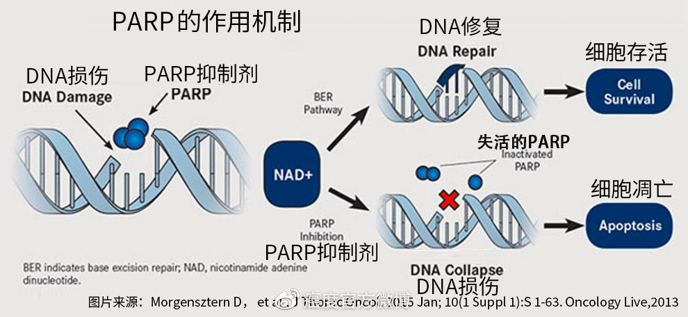 教您解读基因检测报告：如何预测PARP靶向药物的疗效？